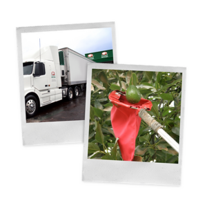 Coliman BC - Coliman